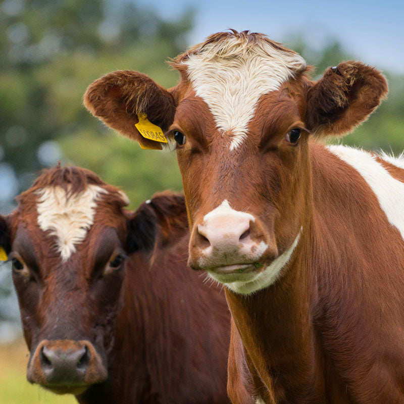 Animal Feed Store - Lambertville, MI | Masserants Feed & Grain